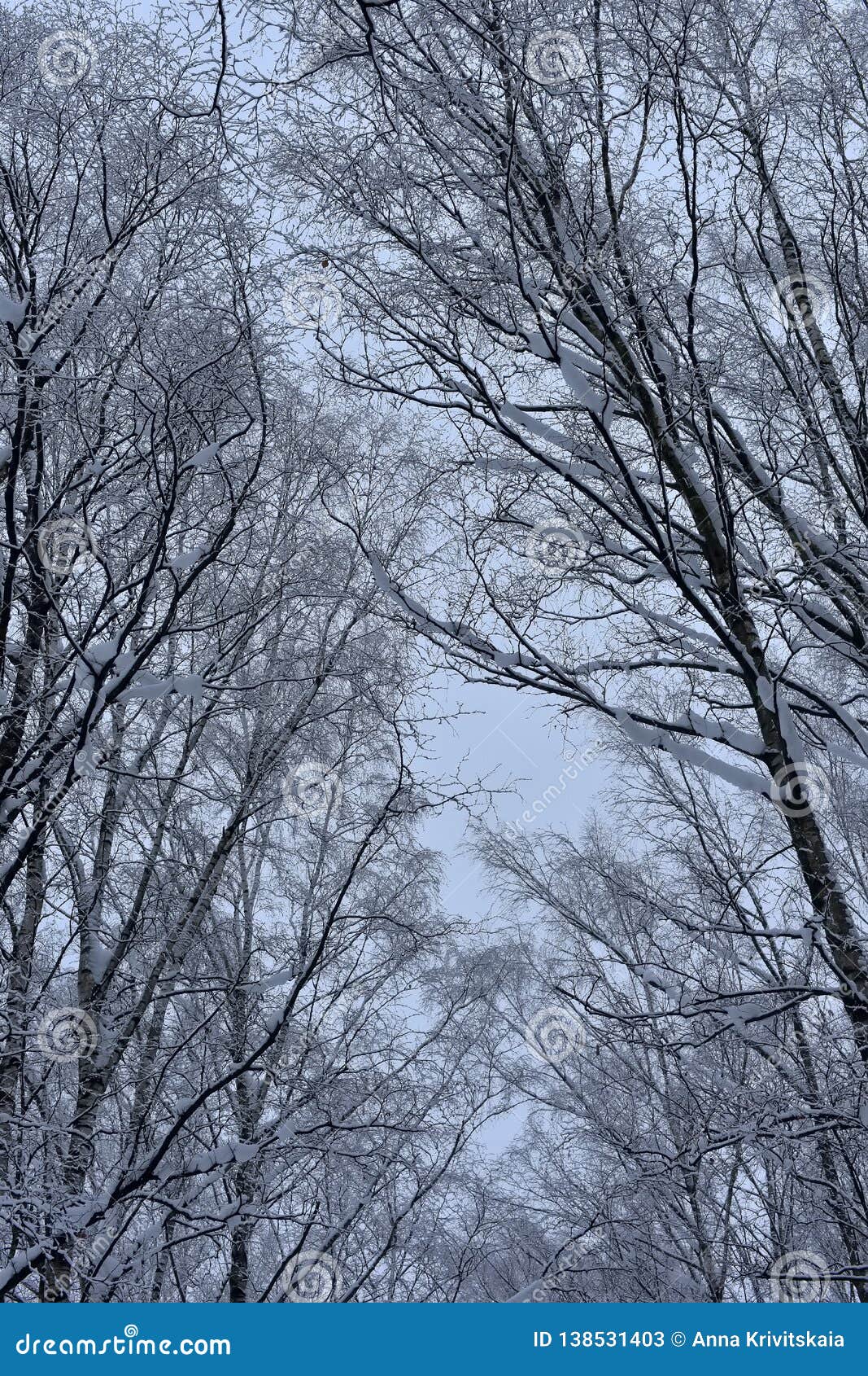 Tree branches in winter stock image. Image of frosty - 138531403