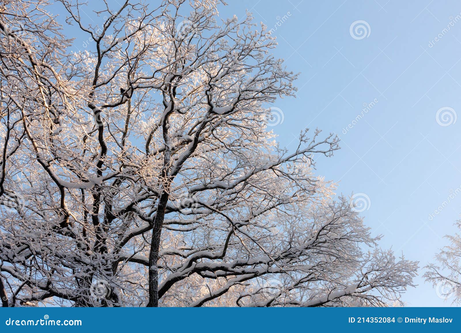 Tree branches in winter stock photo. Image of color - 214352084