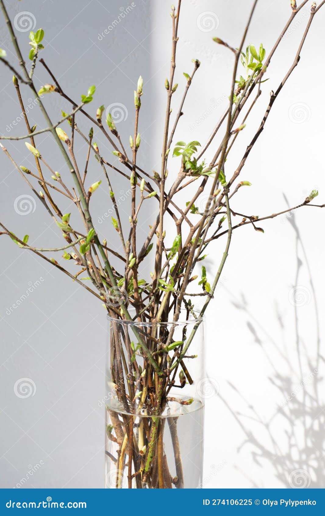 Tree Branches with Young Green Leaves in a Transparent Vase with ...