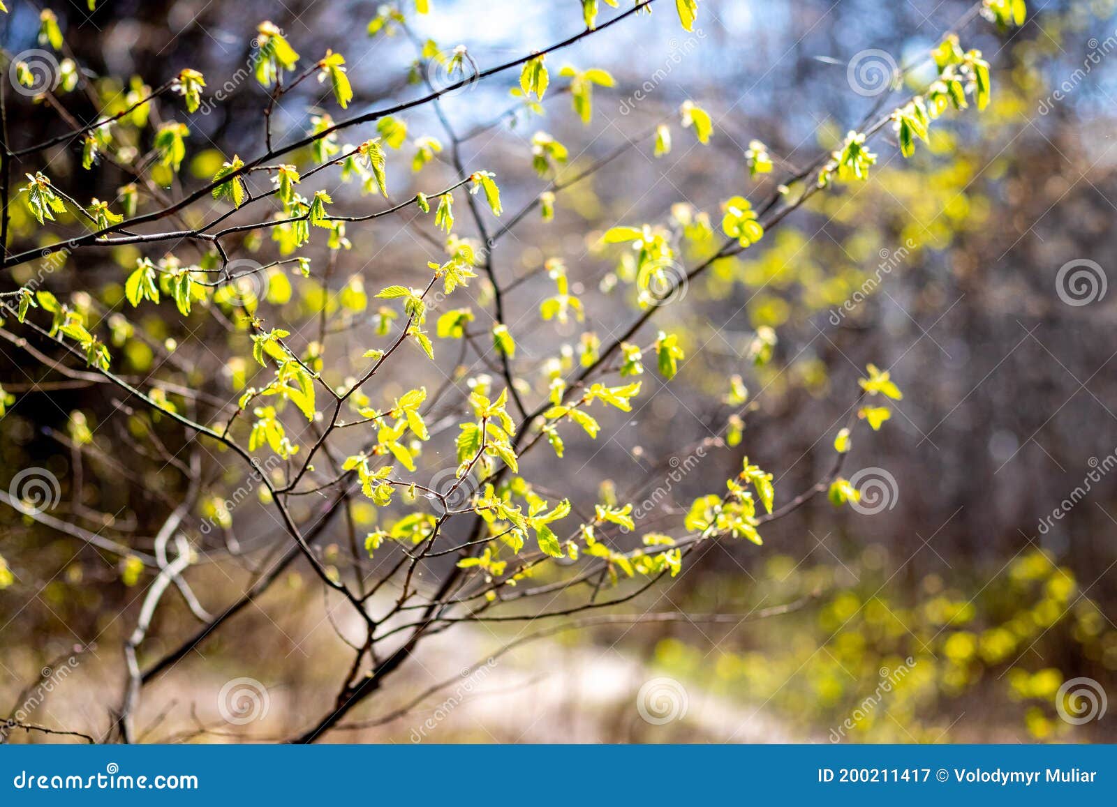 Tree Branches with Young Tender Leaves in Sunny Weather Stock Image ...
