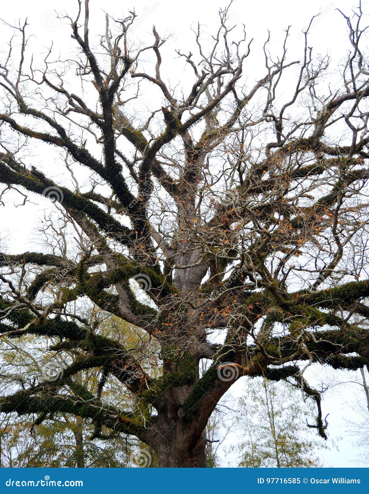 Tree branching out. stock image. Image of bonding, outdoors - 97716585