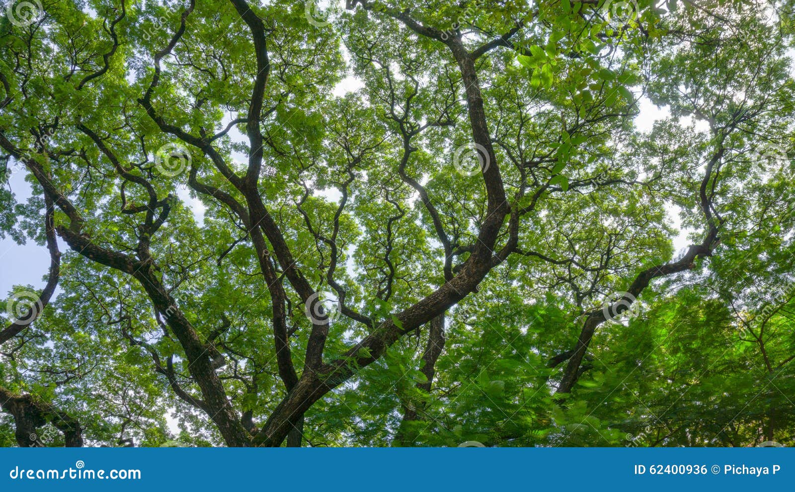 Tree branchs background stock photo. Image of natural - 62400936