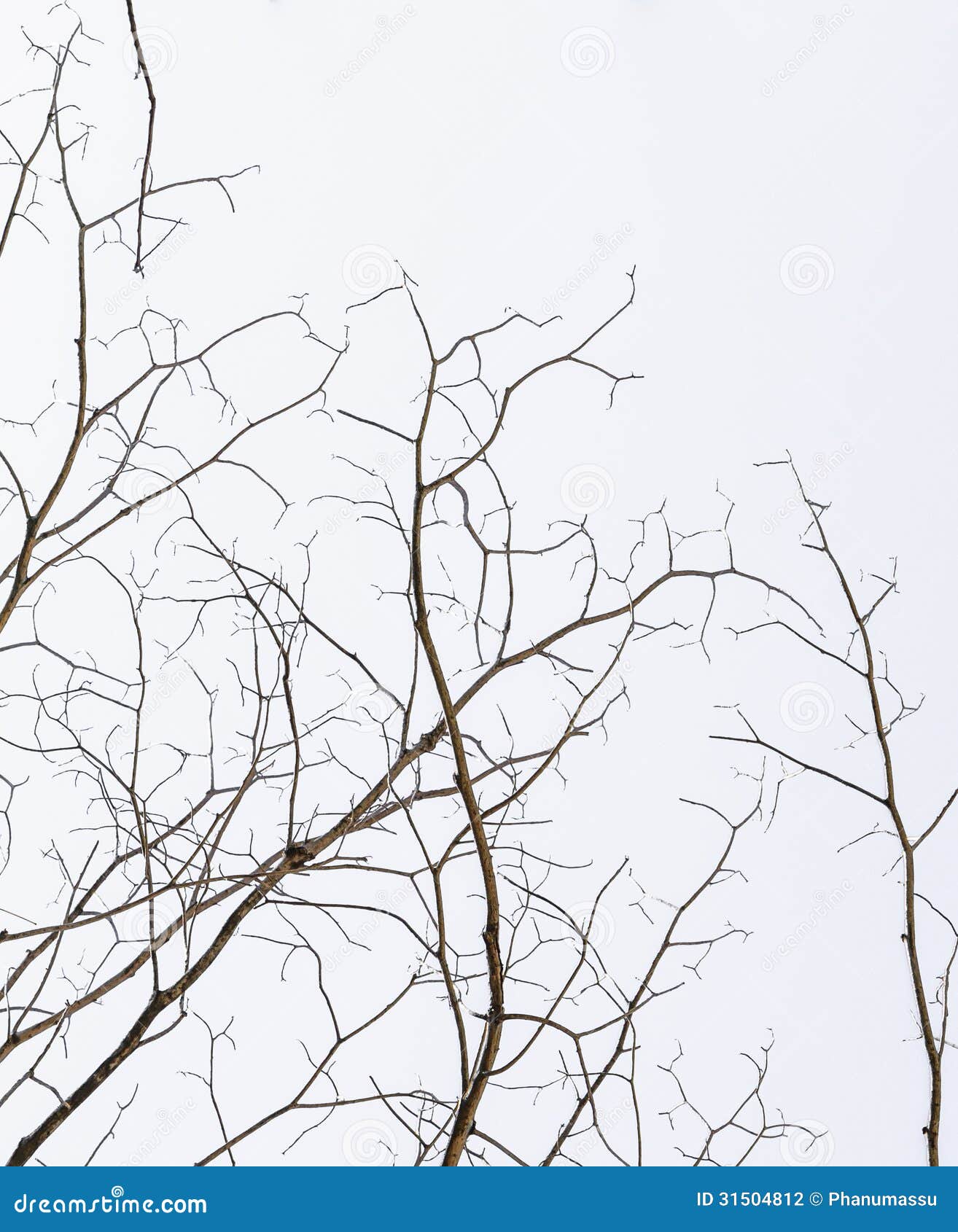 Tree branchs stock photo. Image of nature, life, growth - 31504812