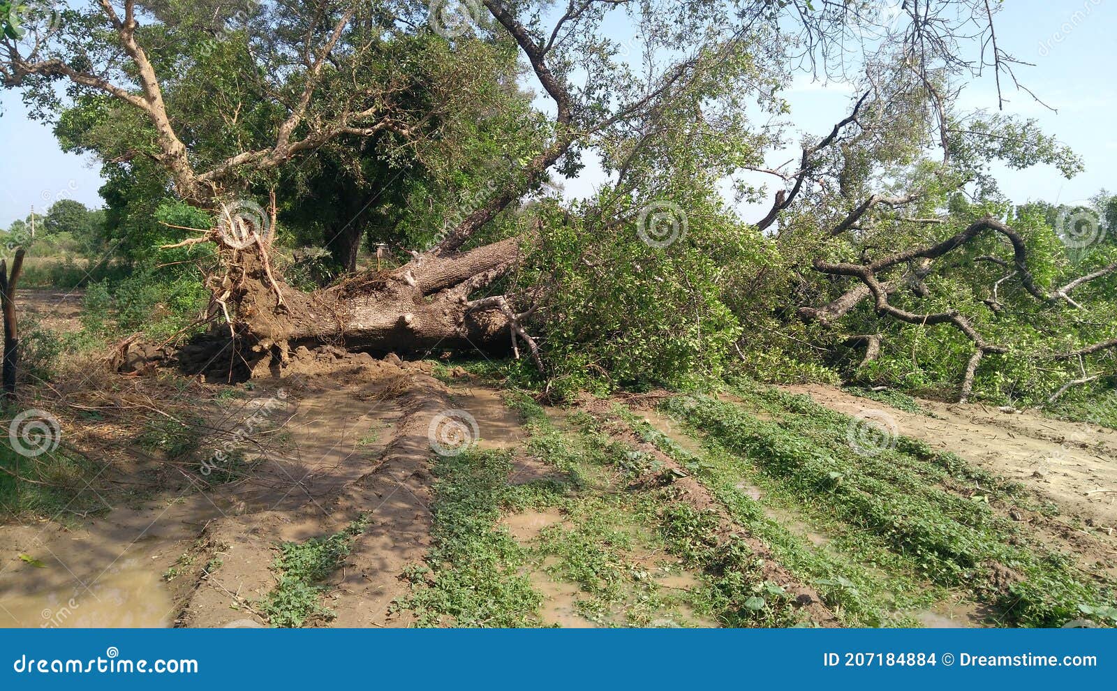 A TREE BREAK from STORM stock photo. Image of shrub - 207184884