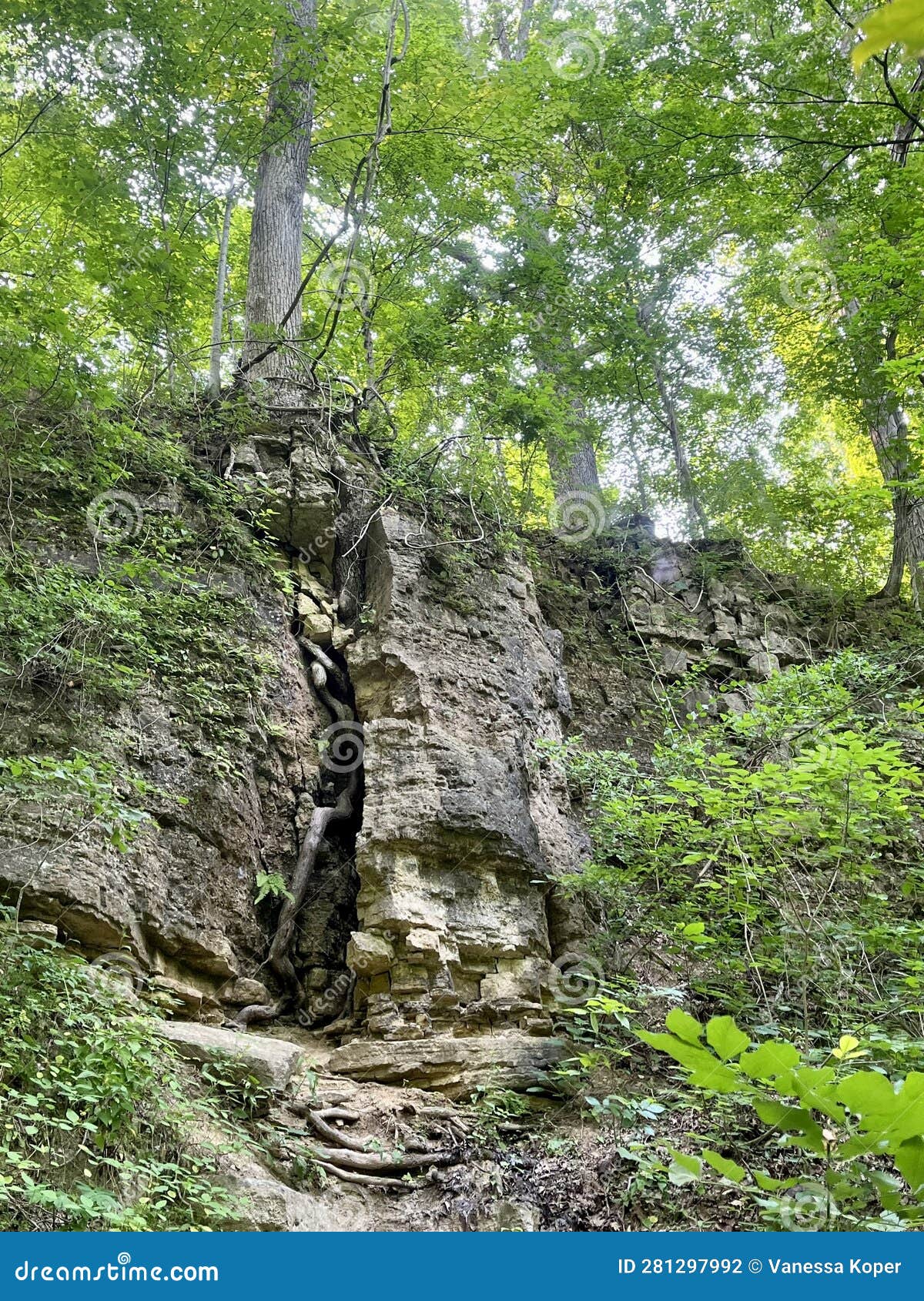 A Tree Breaking through the Rock Cliff Stock Photo - Image of tree ...