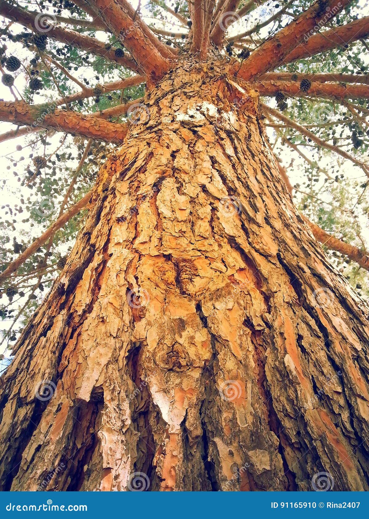 Tree breed stock photo. Image of tree, breed, brown, nature - 91165910