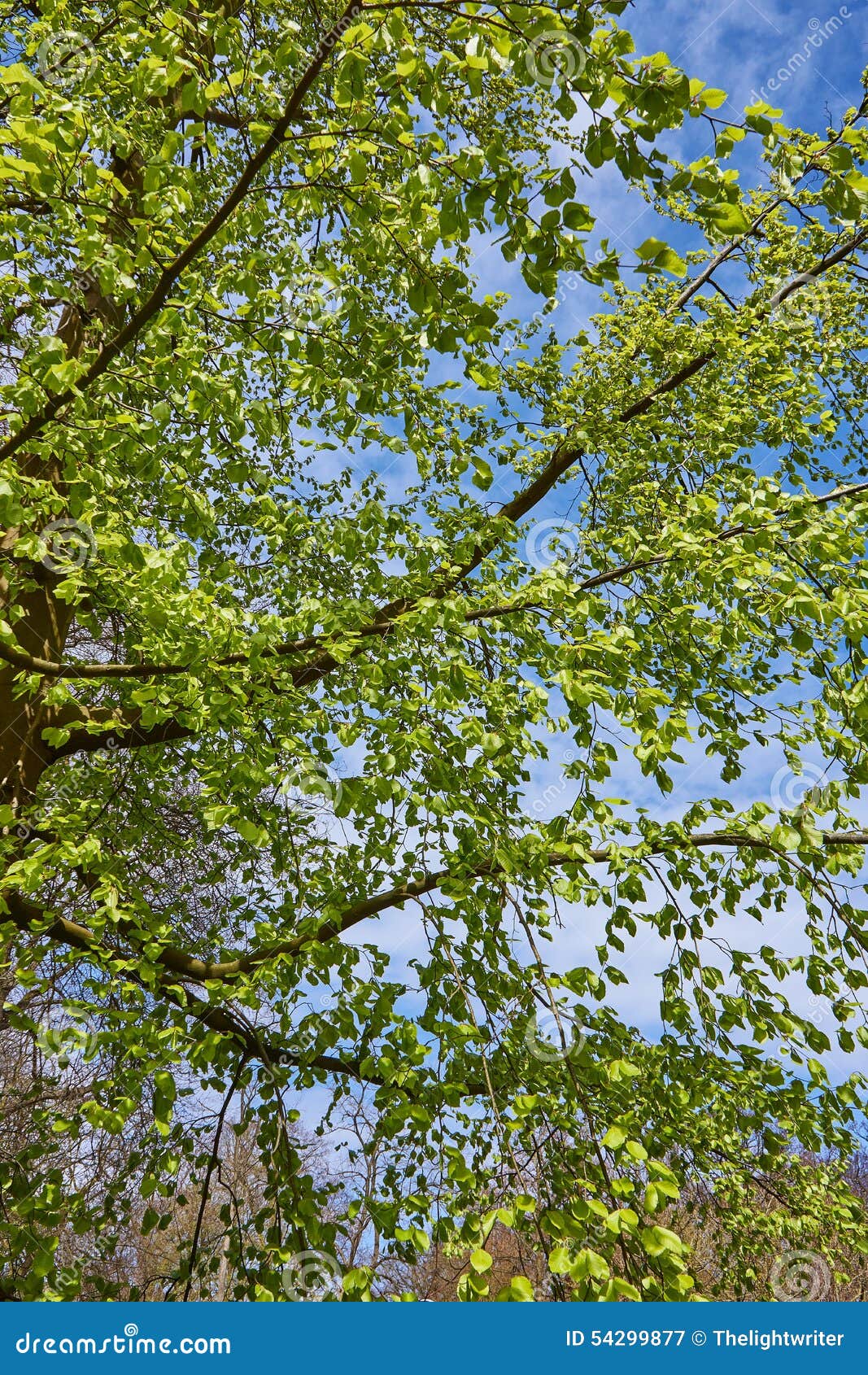 Tree Brench with Green Leaves Stock Image - Image of phenomenon, green ...