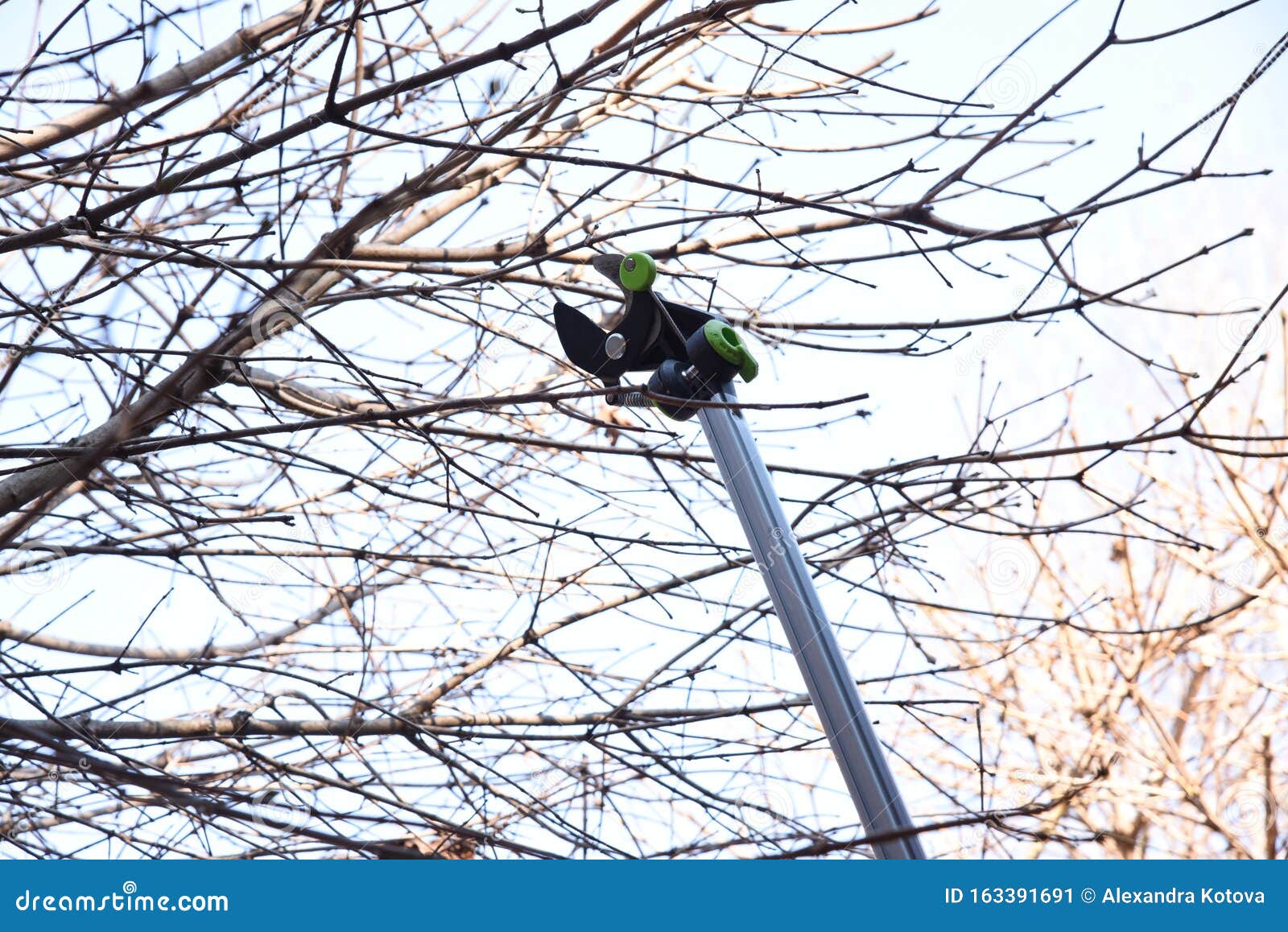 Tree Brenches Cutting with Hight Pruner Stock Image - Image of hight ...