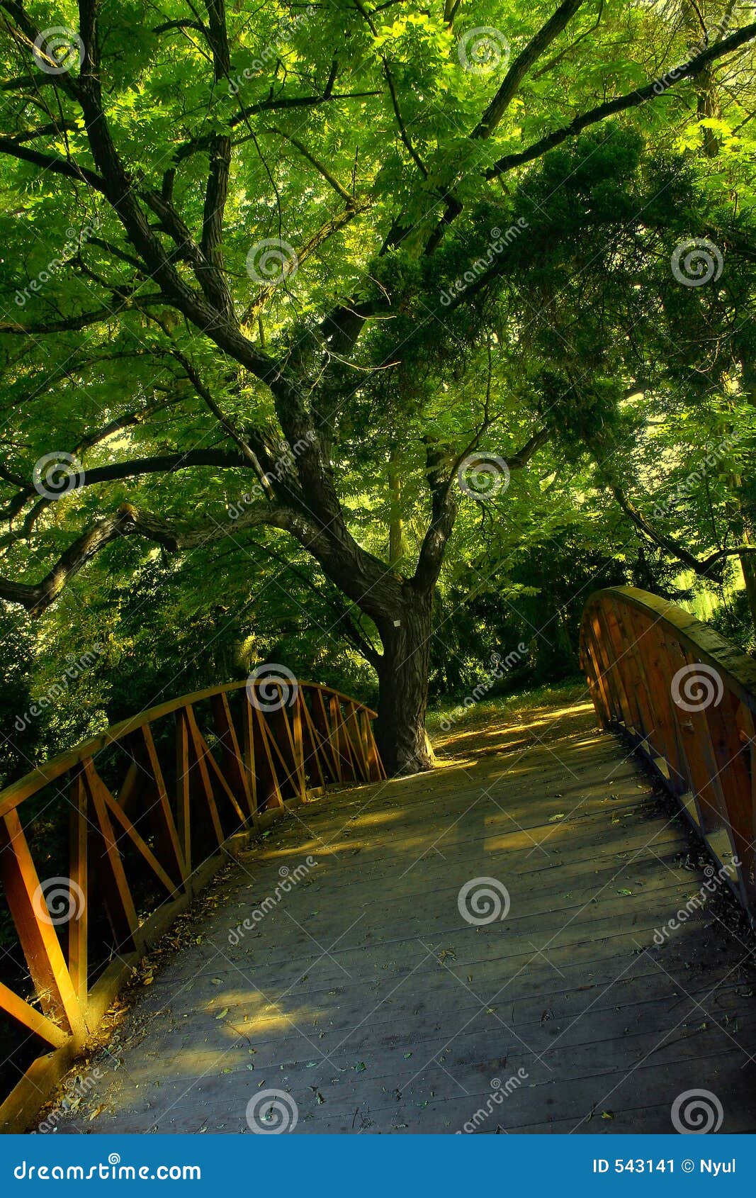 Tree and bridge stock image. Image of footbridge, afternoon - 543141