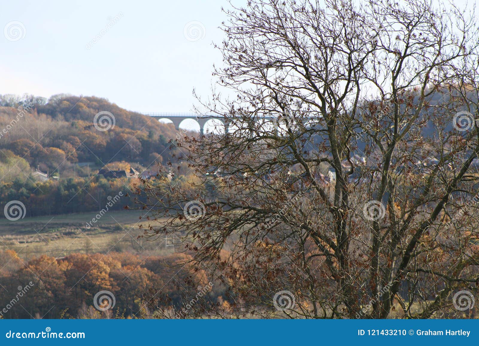 Tree with Bridge in the Distance Stock Photo - Image of front, england ...