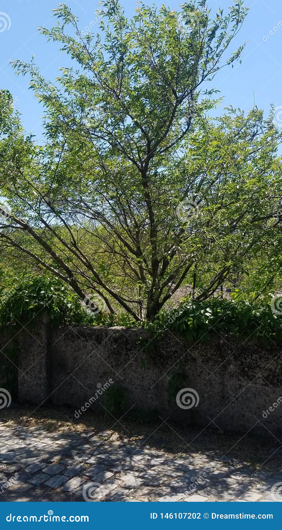 Tree on a bridge stock photo. Image of shadow, bridge - 146107202