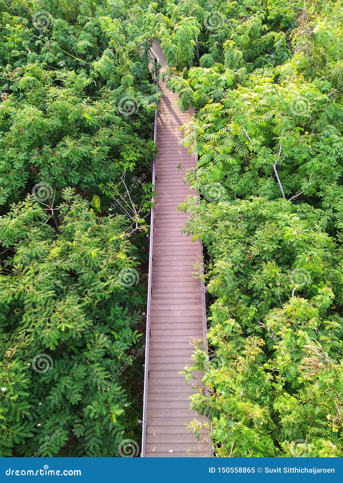 Tree brige nature stock image. Image of brige, tree - 150558865
