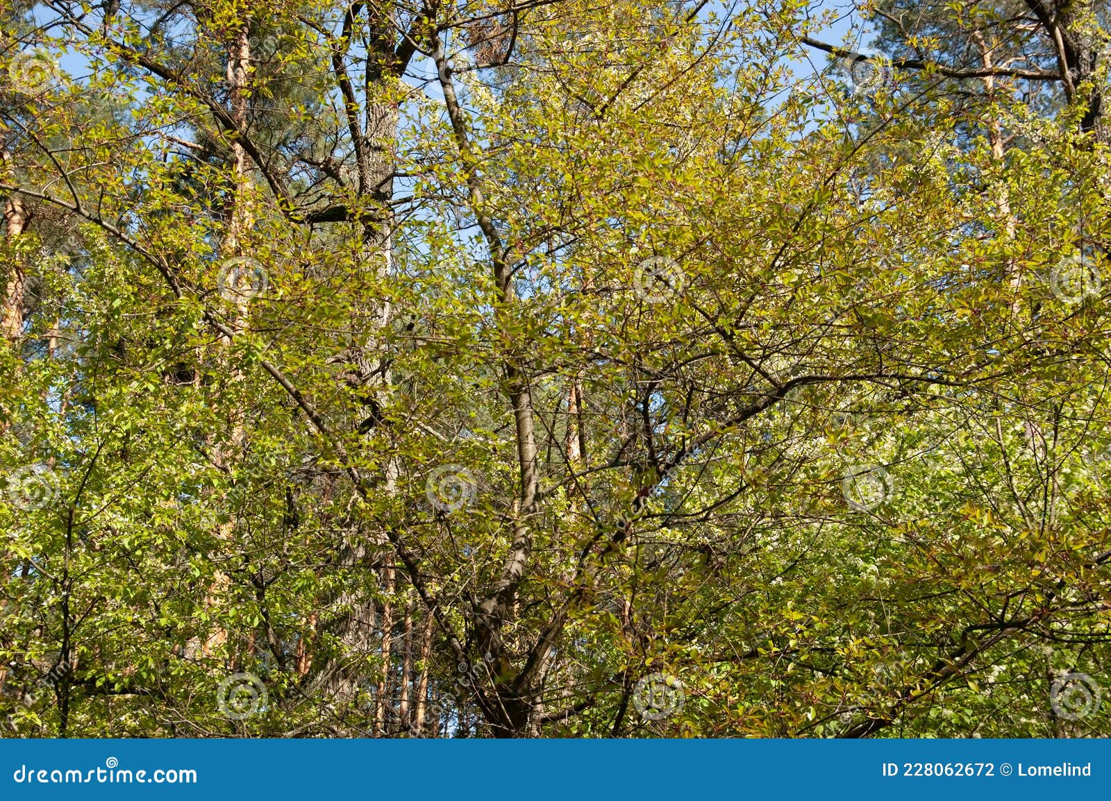 Tree with Bright Green Leaves in the Sunlight Stock Photo - Image of ...