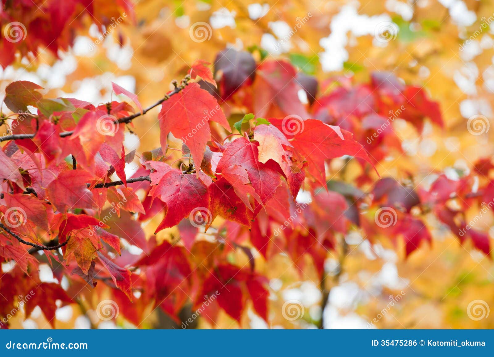 Tree with Bright Red Leaves in the Autumn Stock Photo - Image of plant ...