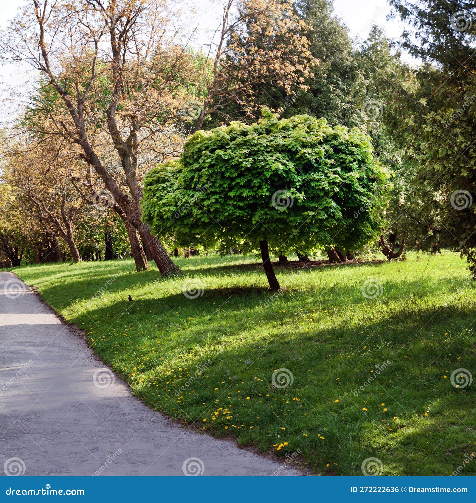 Tree with a Round Crown, Sunlight on the Grass Stock Photo - Image of ...