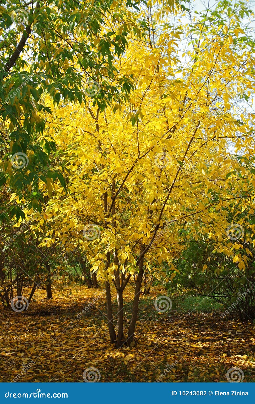 Tree with Bright Yellow Foliage in Park Stock Photo - Image of trunk ...