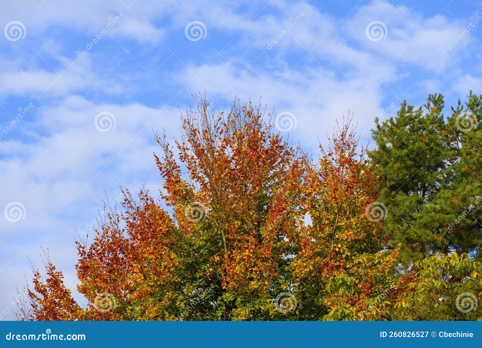 Tree with Brightly Colored Autumn Leaves Stock Image - Image of bright ...