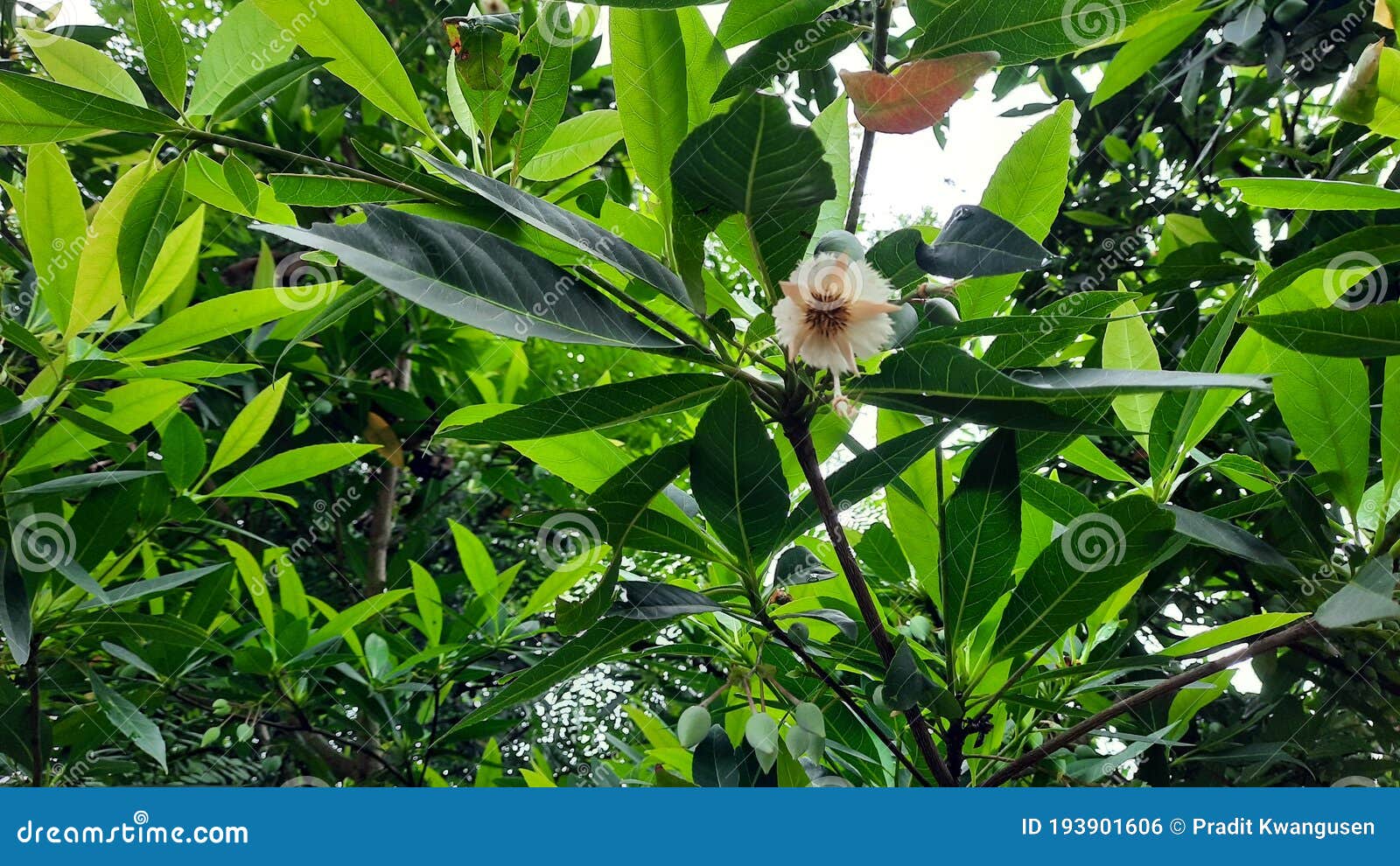 The Tree that Brings Fortune in Buddhism is Called the Luck Tree. Stock ...