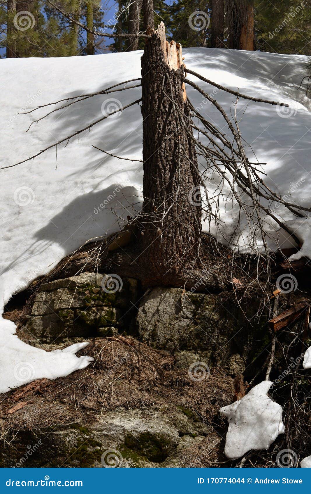 A tree broke in half stock photo. Image of rime, travel - 170774044