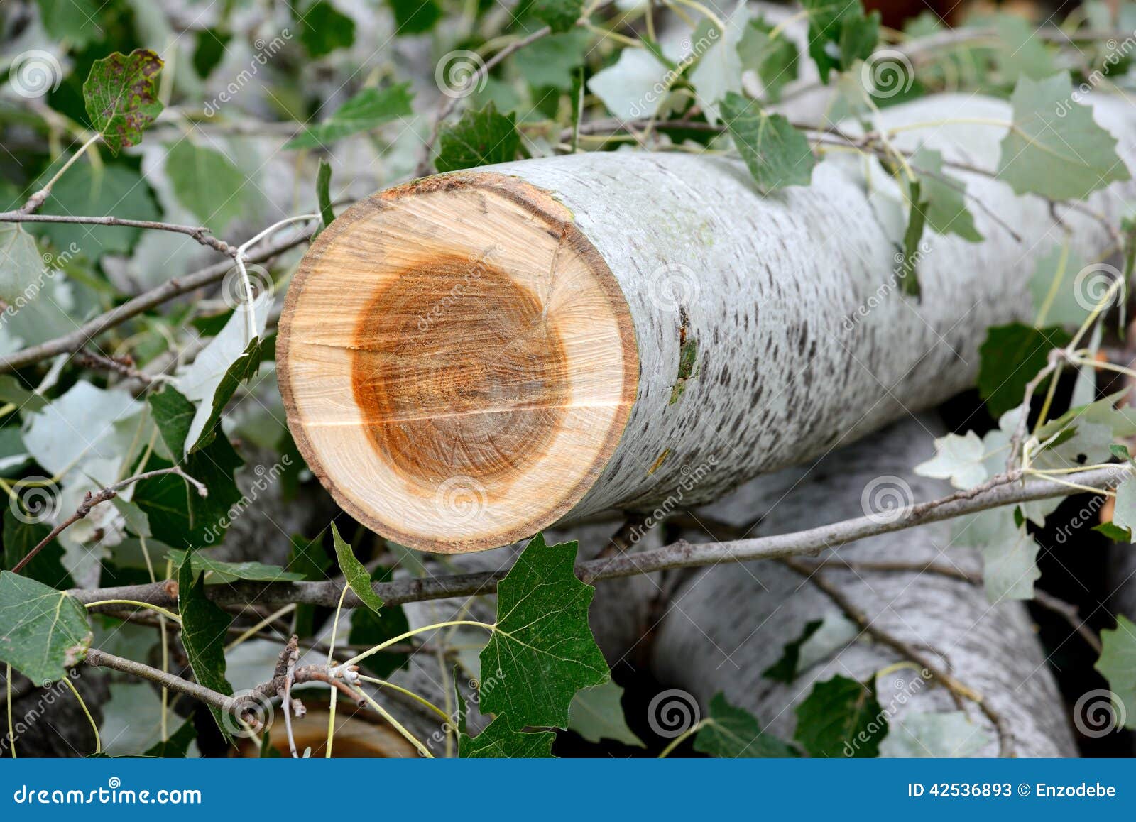 Tree broken stock image. Image of leaf, tree, trunk, forest - 42536893