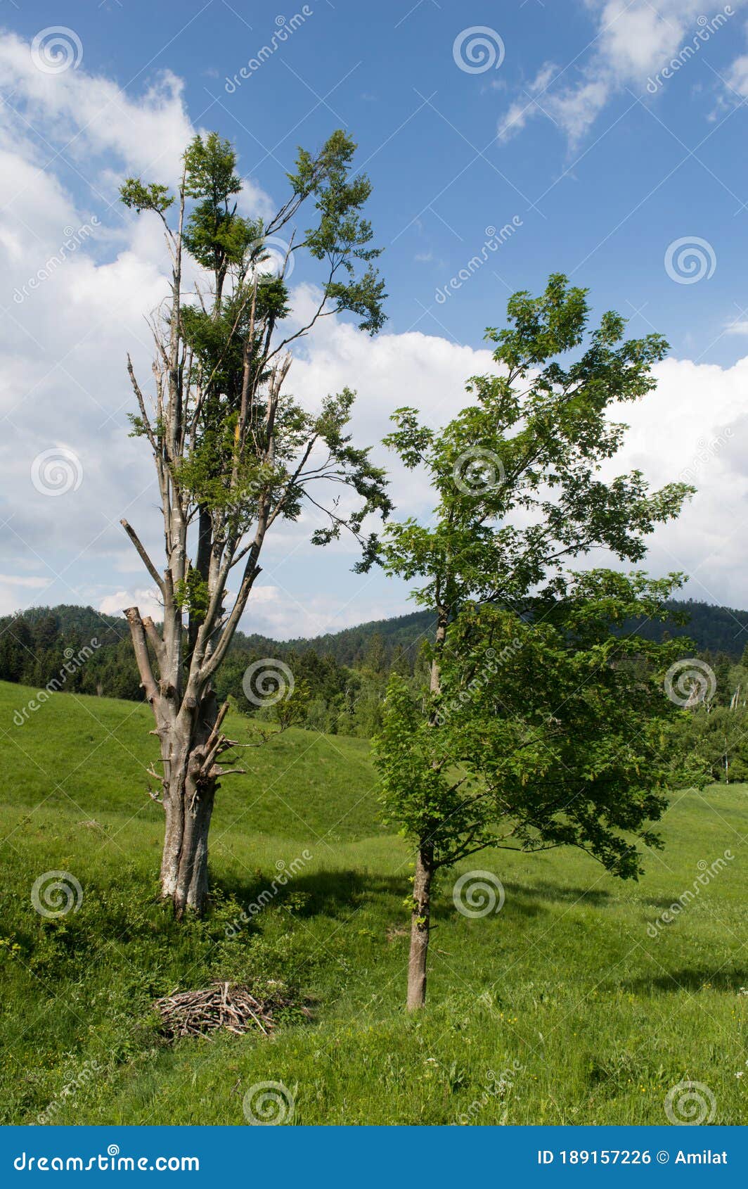 Tree with broken branches stock photo. Image of environment - 189157226