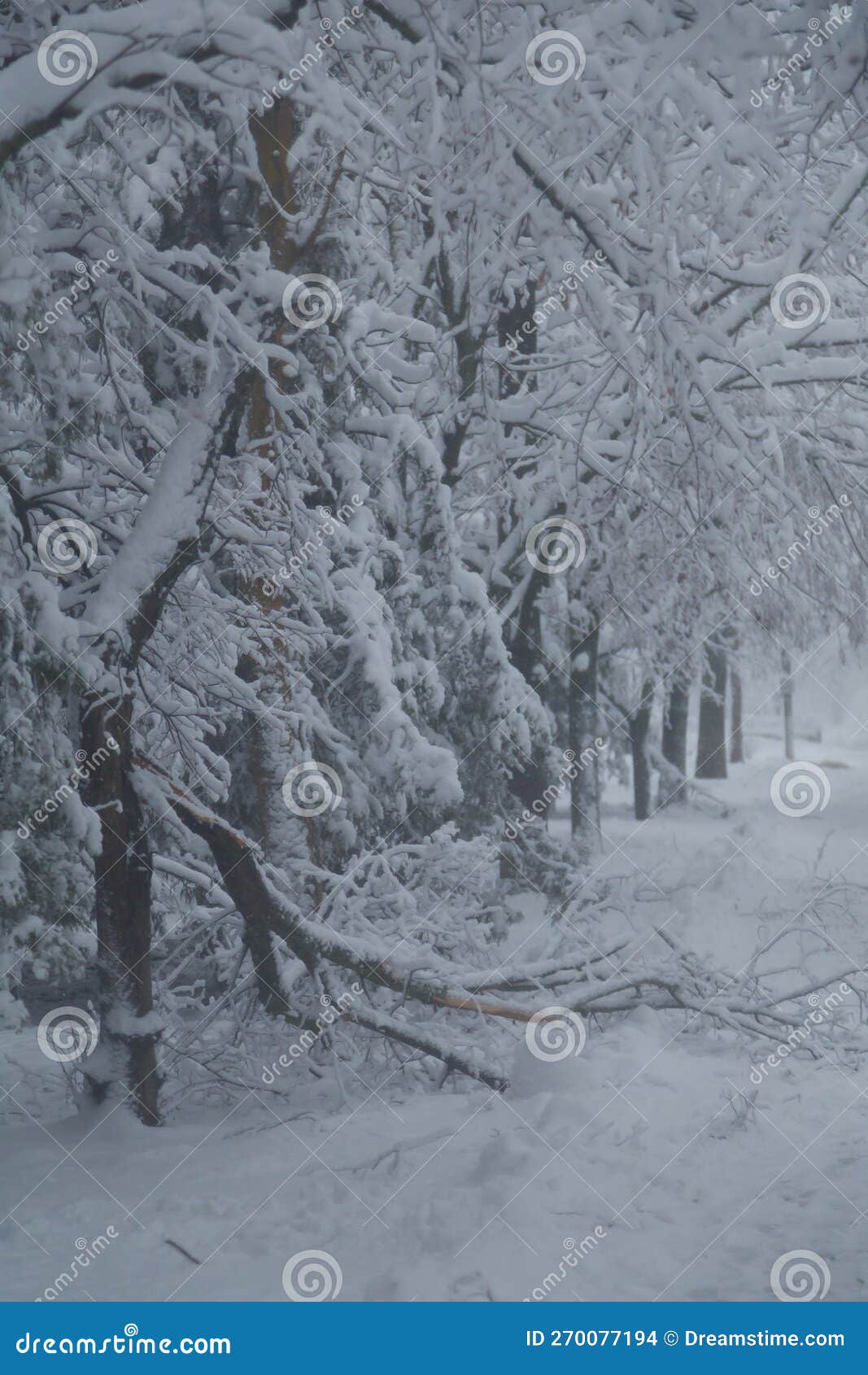Tree with Broken Branches Covered with Heavy Snow on a Winter Snowy Day ...