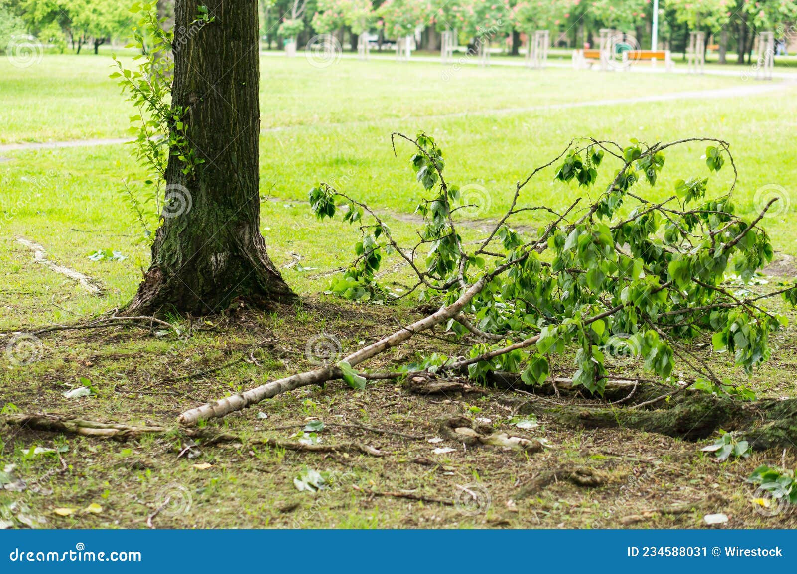 Tree with Broken Branches Fallen on the Ground Stock Image - Image of ...