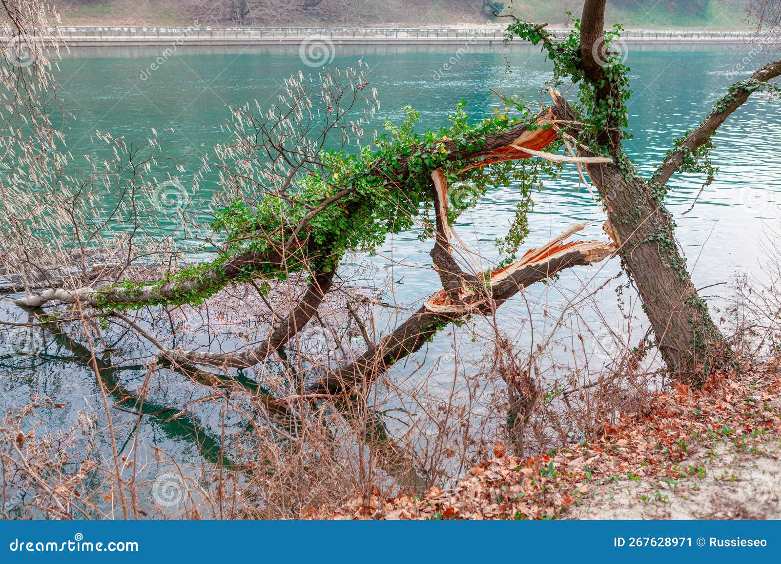 Tree with broken branches stock image. Image of water - 267628971