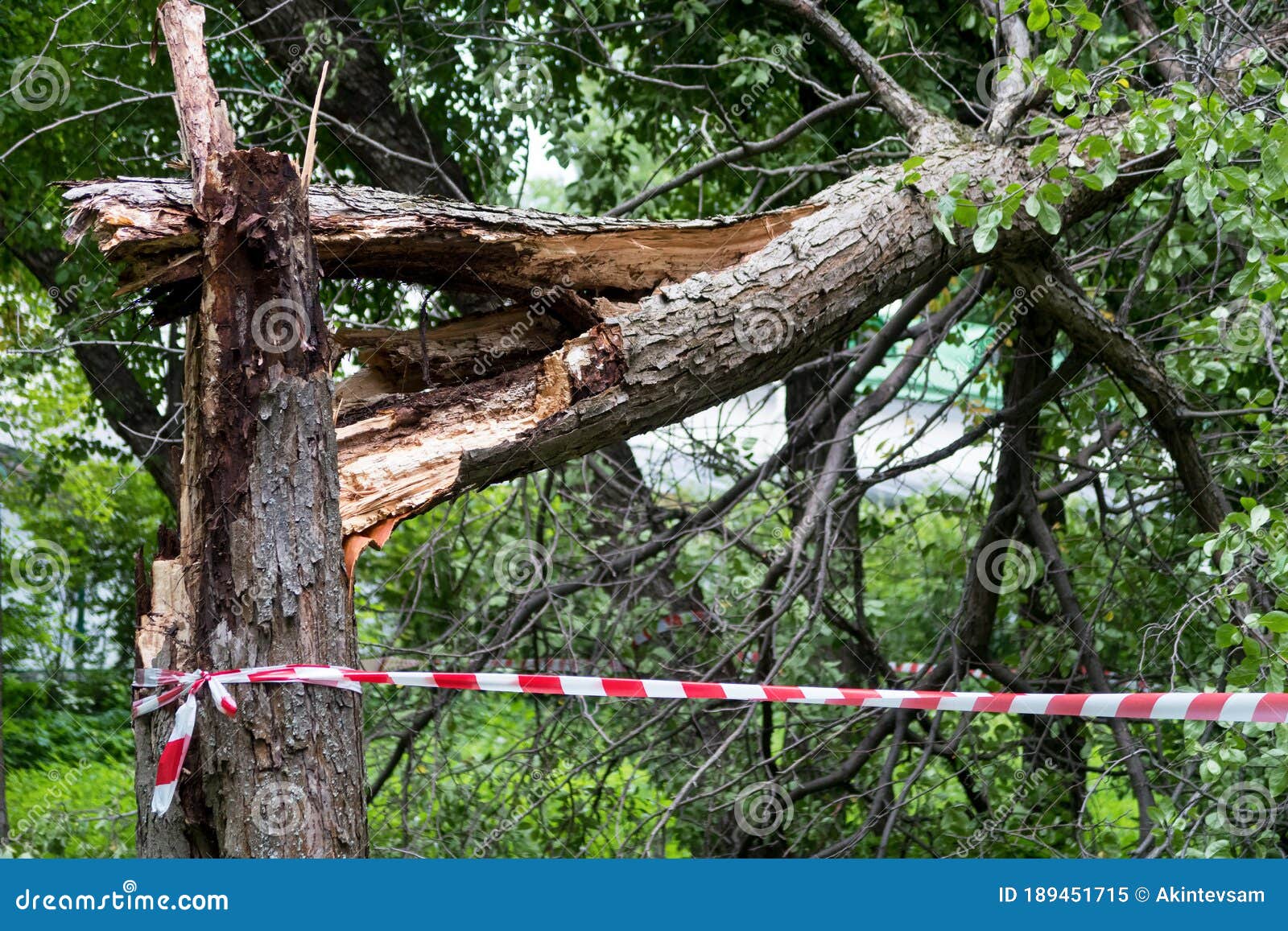 Broken tree stock image. Image of barricade, danger - 189451715