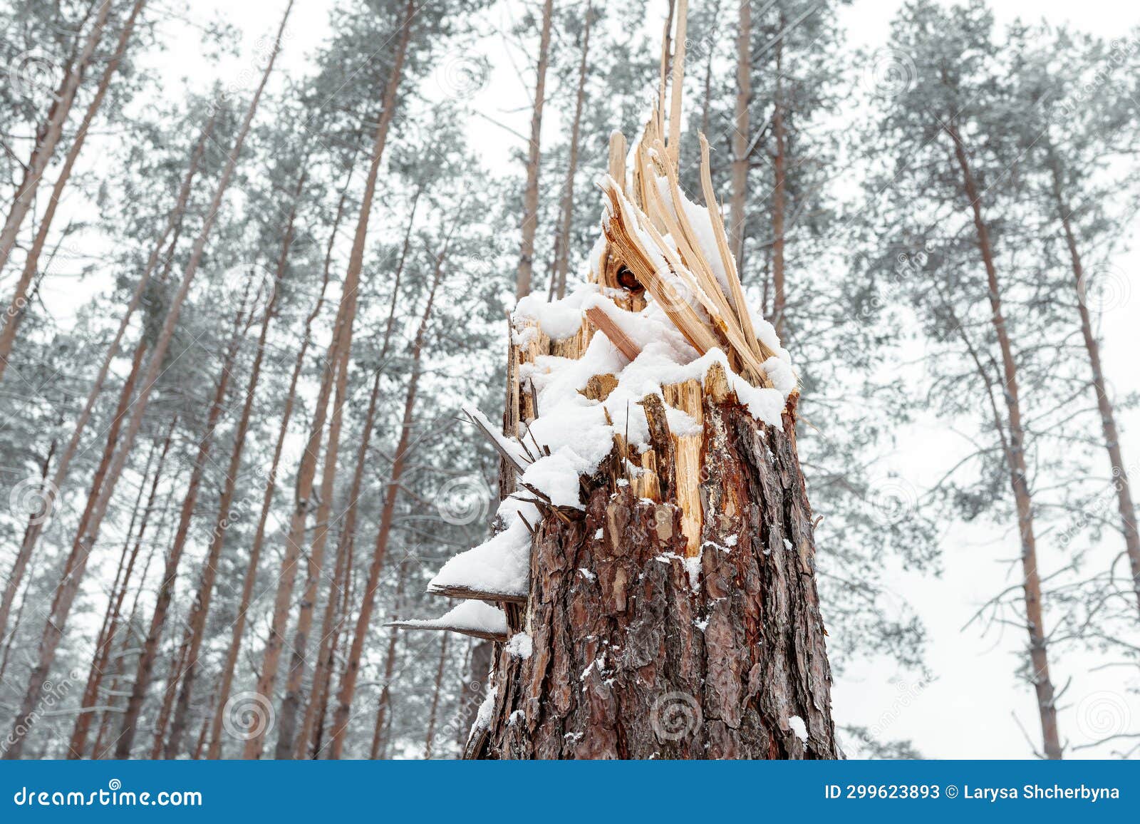 A Tree Broken by an Enemy Russian Projectile Stock Image - Image of ...