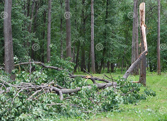 Tree Broken and Felled by a Hurricane in a Forest Park Stock Photo ...