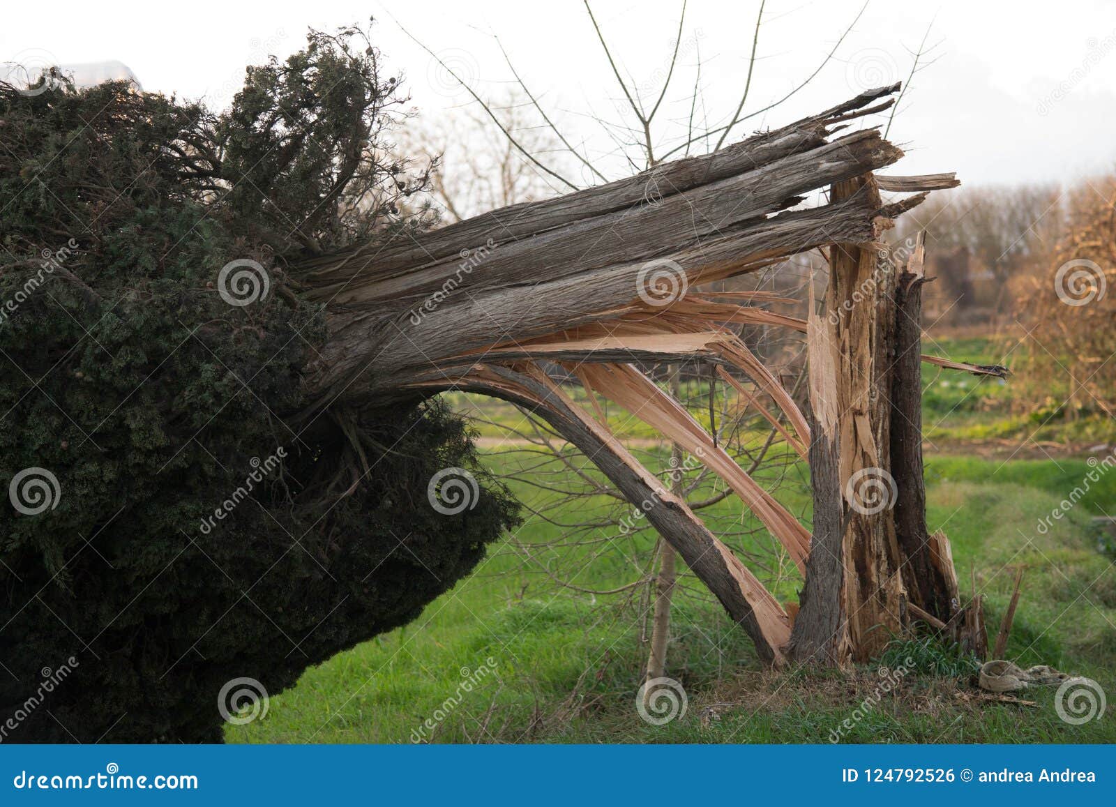 Tree Broken in Half in the Middle of the Field Stock Photo - Image of ...