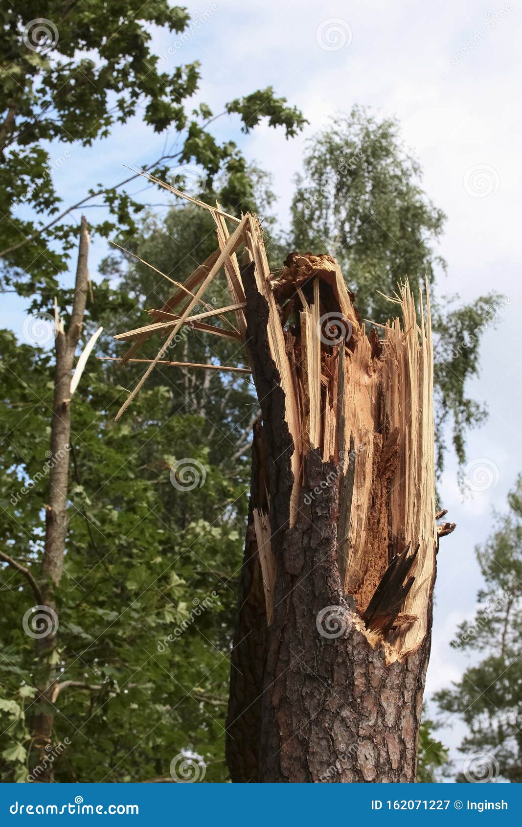 Tree Broken after Hurricane Storm Fallen Tree after a Storm Stock Image ...