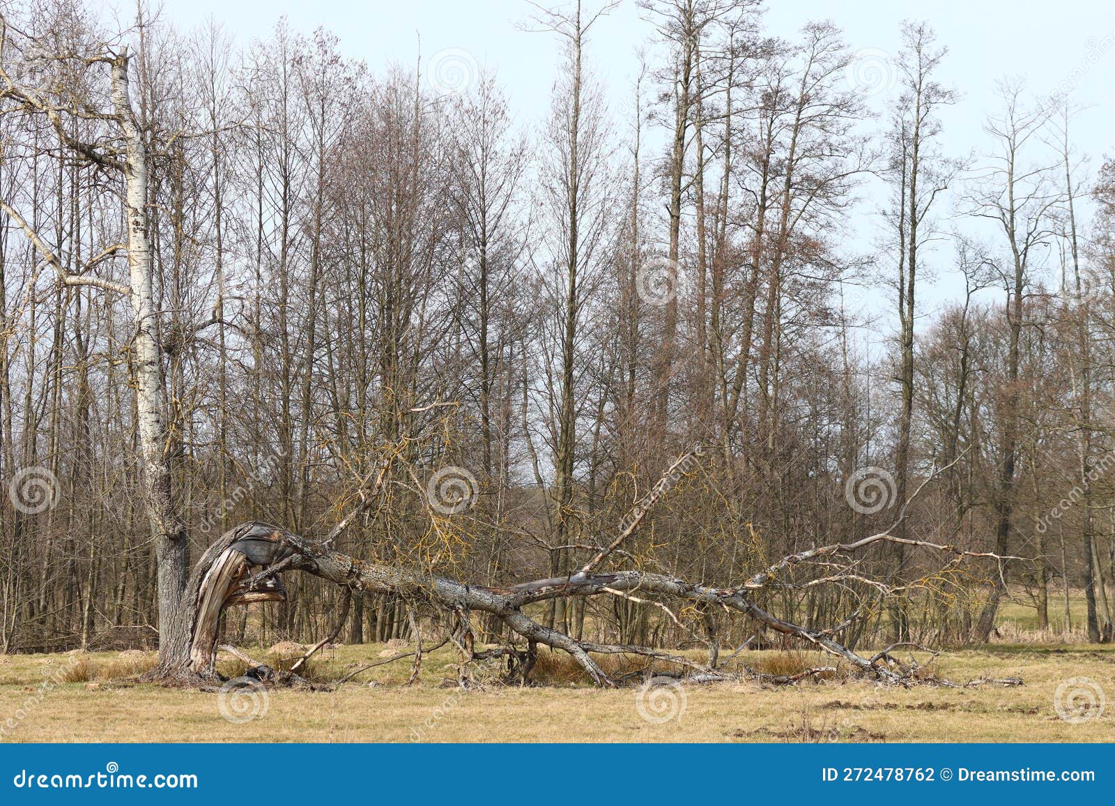 Big fallen tree stock photo. Image of wetland, wilderness - 272478762