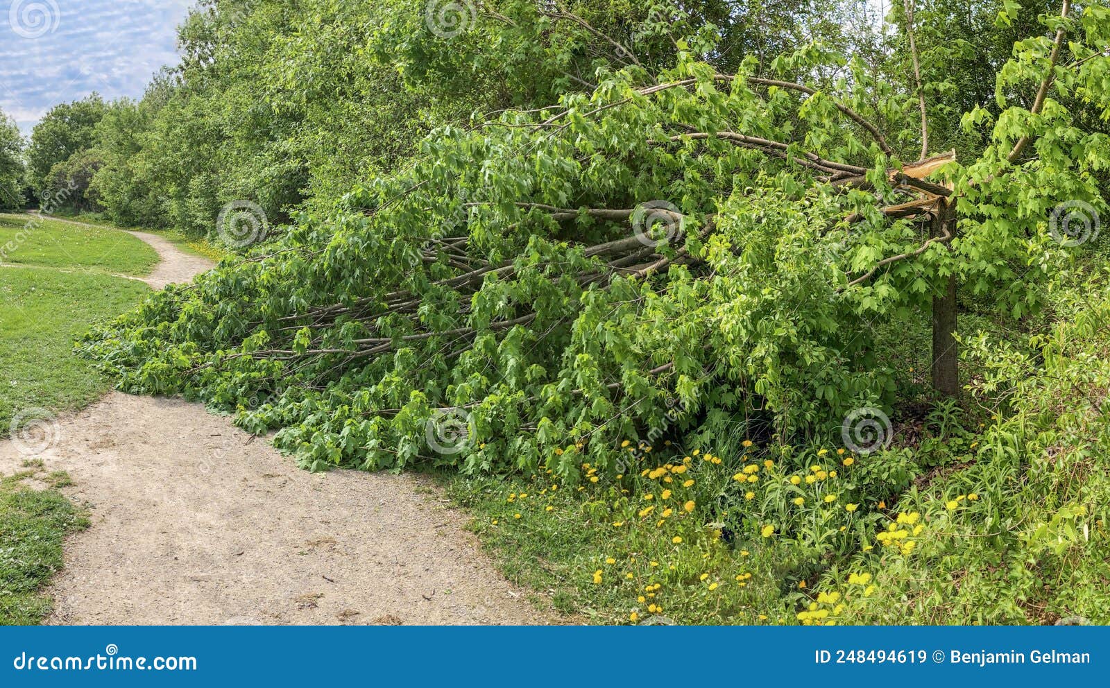Tree Broken by a Night Storm in the Park Stock Image - Image of wind ...