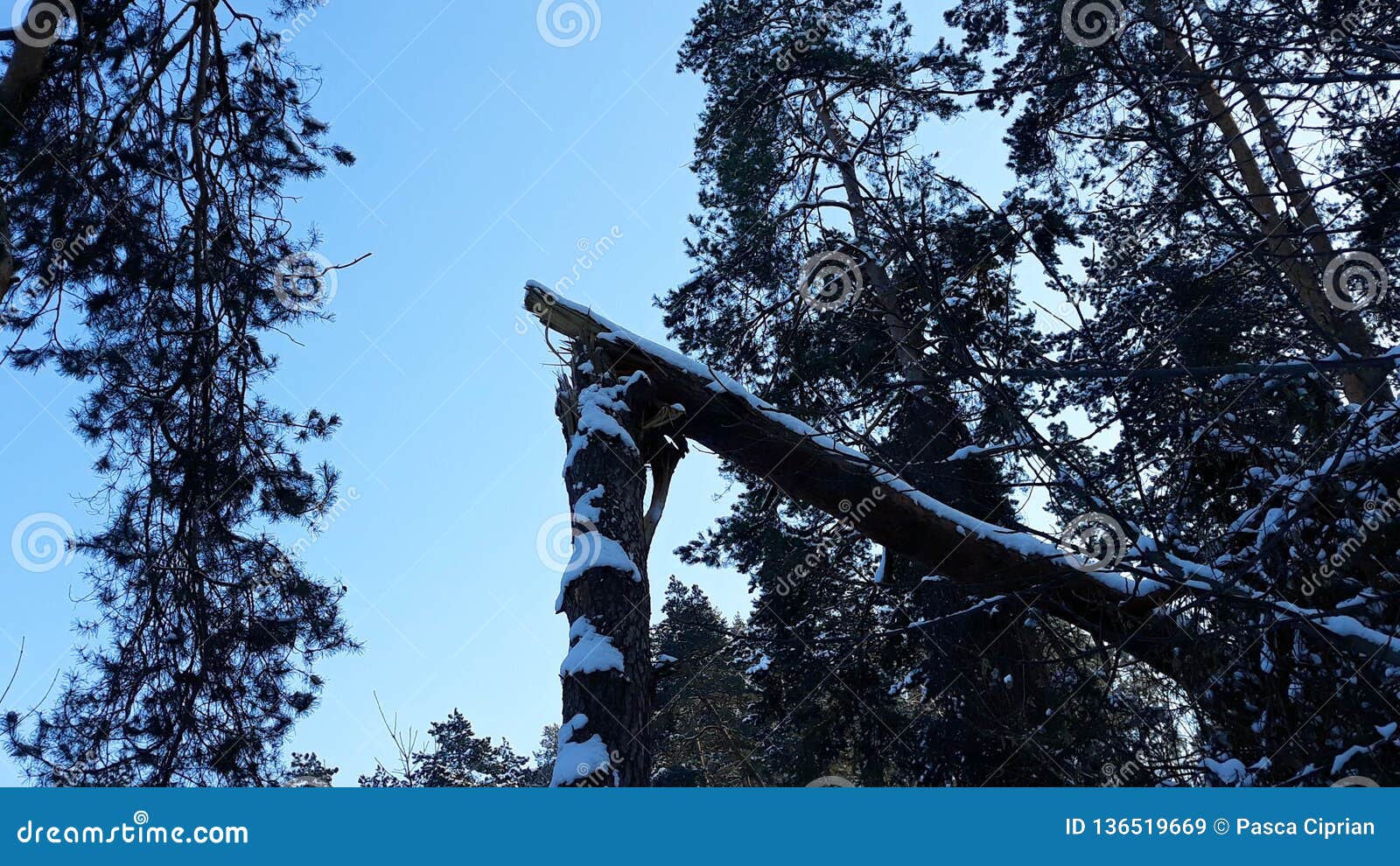 Tree broken stock image. Image of snowy, tree, vremea - 136519669