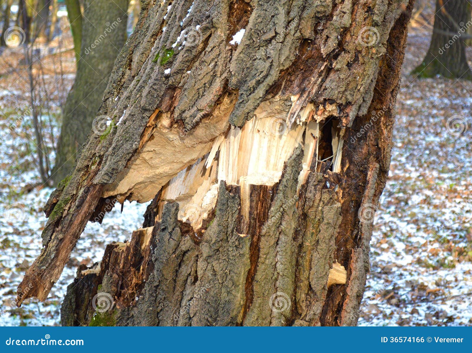 Tree broken by wind stock photo. Image of park, power - 36574166