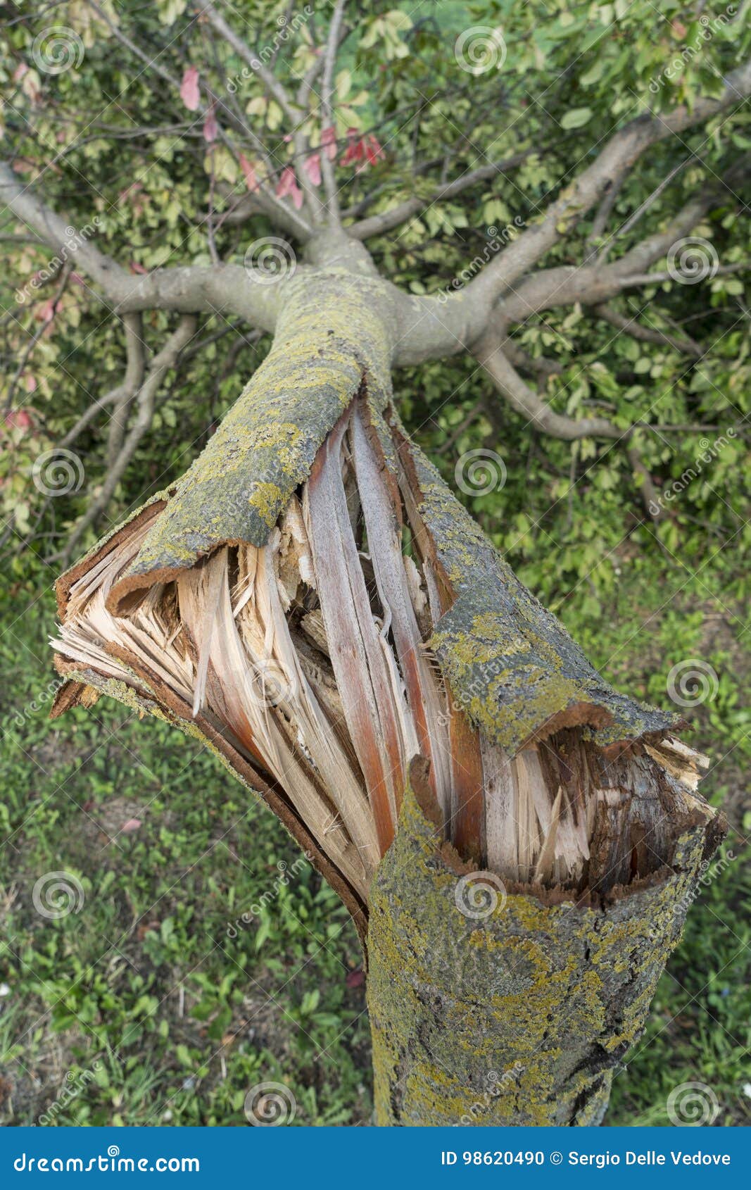 A tree broken by the wind stock photo. Image of natural - 98620490