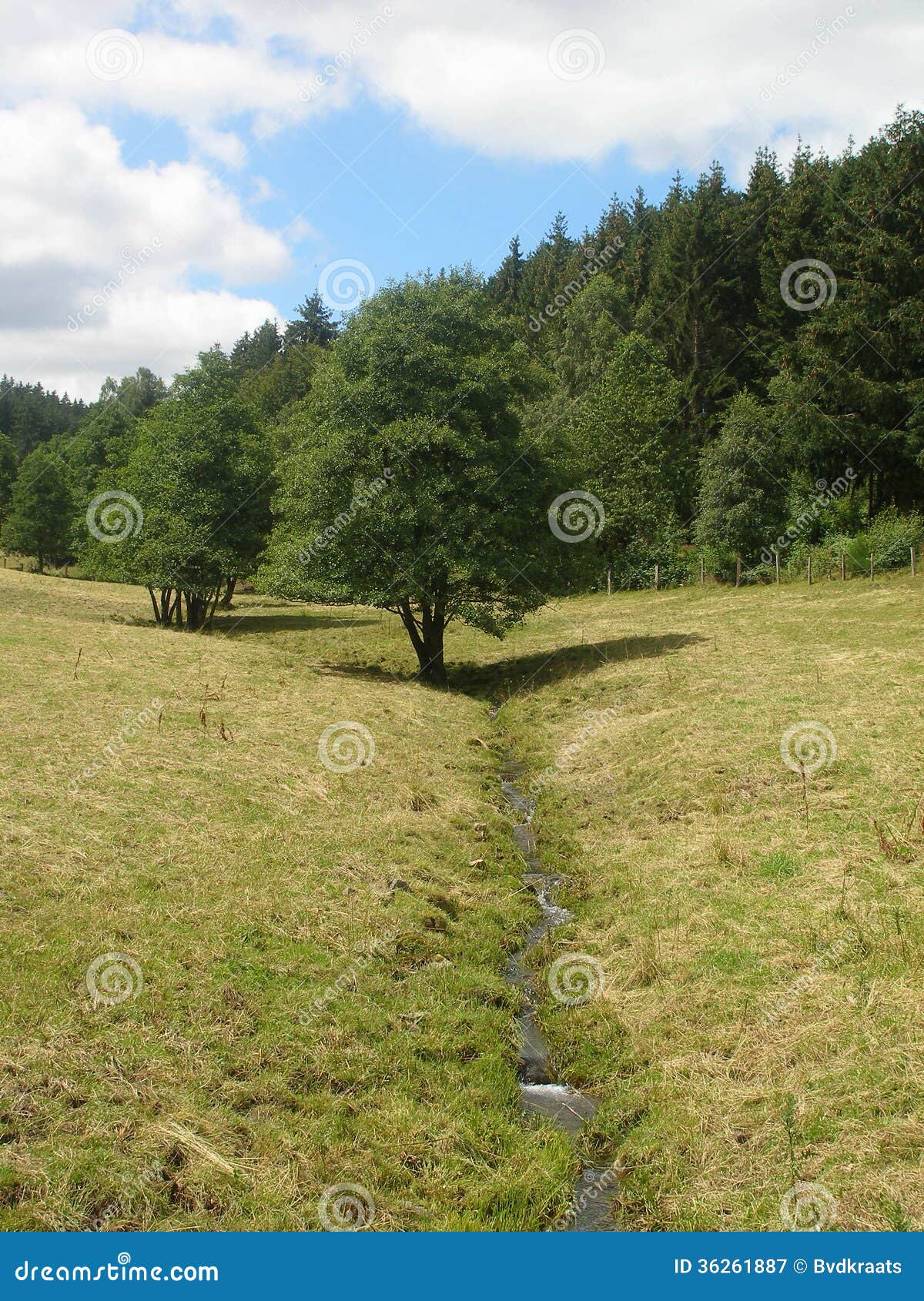 Tree and brook stock image. Image of wood, meadow, bourn - 36261887