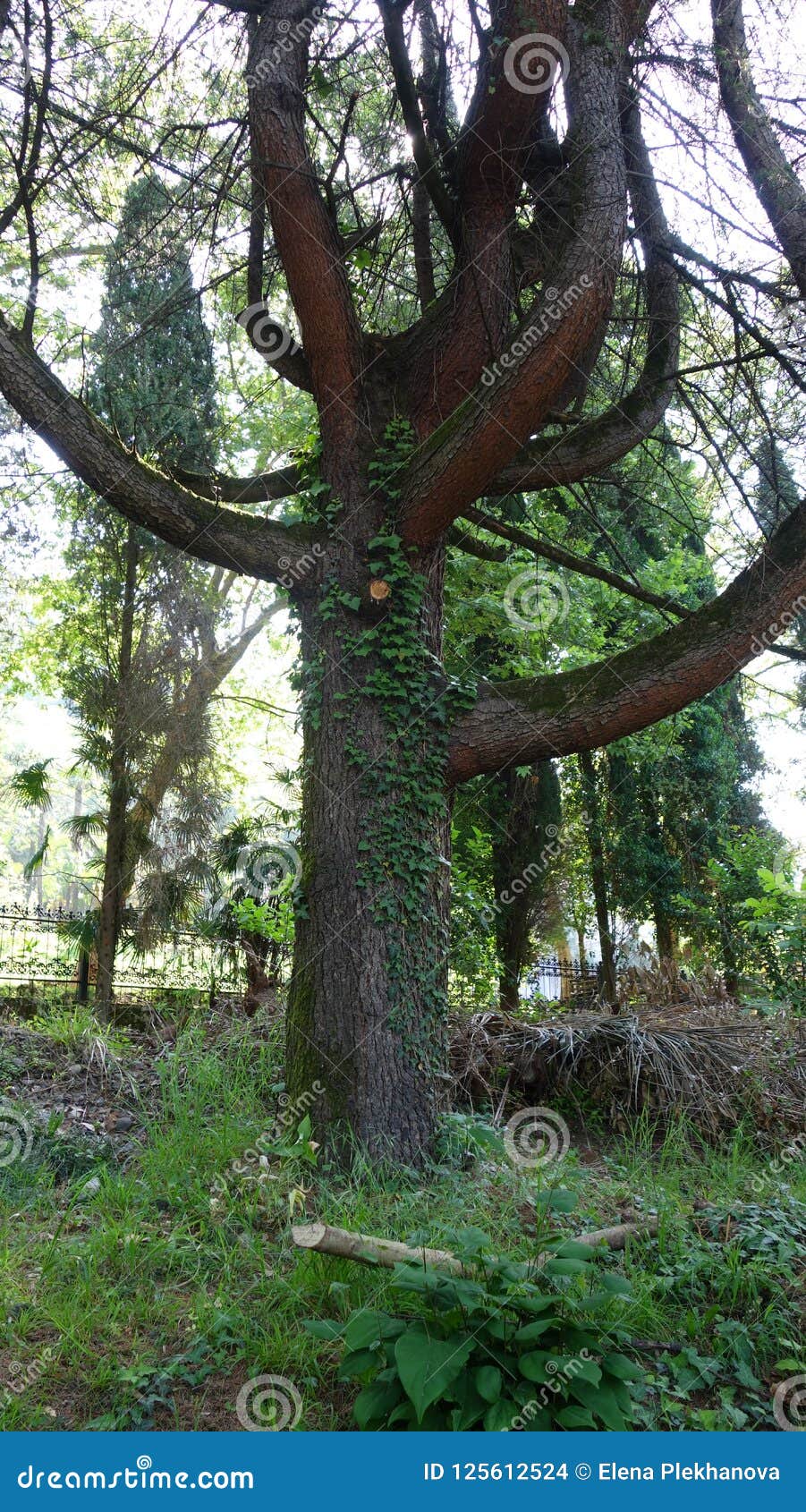 A Tree with Brown Branches without Leaves Stock Photo - Image of bright ...