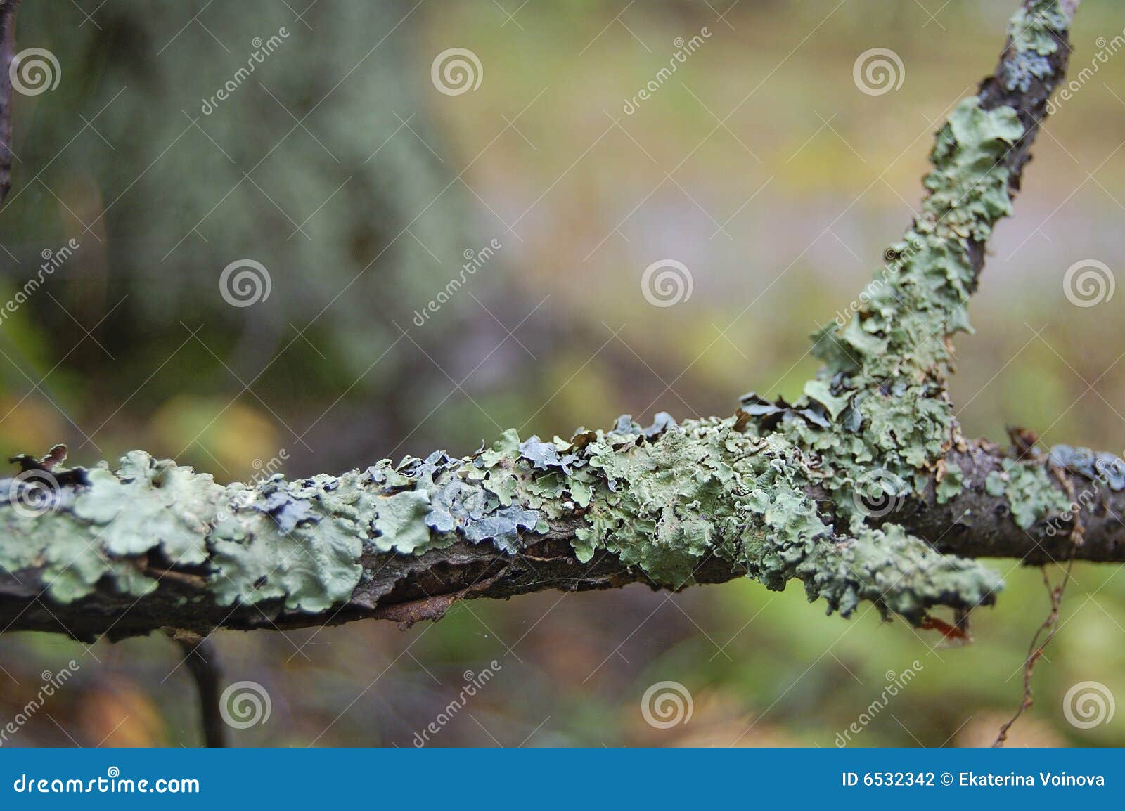 Tree brunch stock photo. Image of nature, moss, climate - 6532342