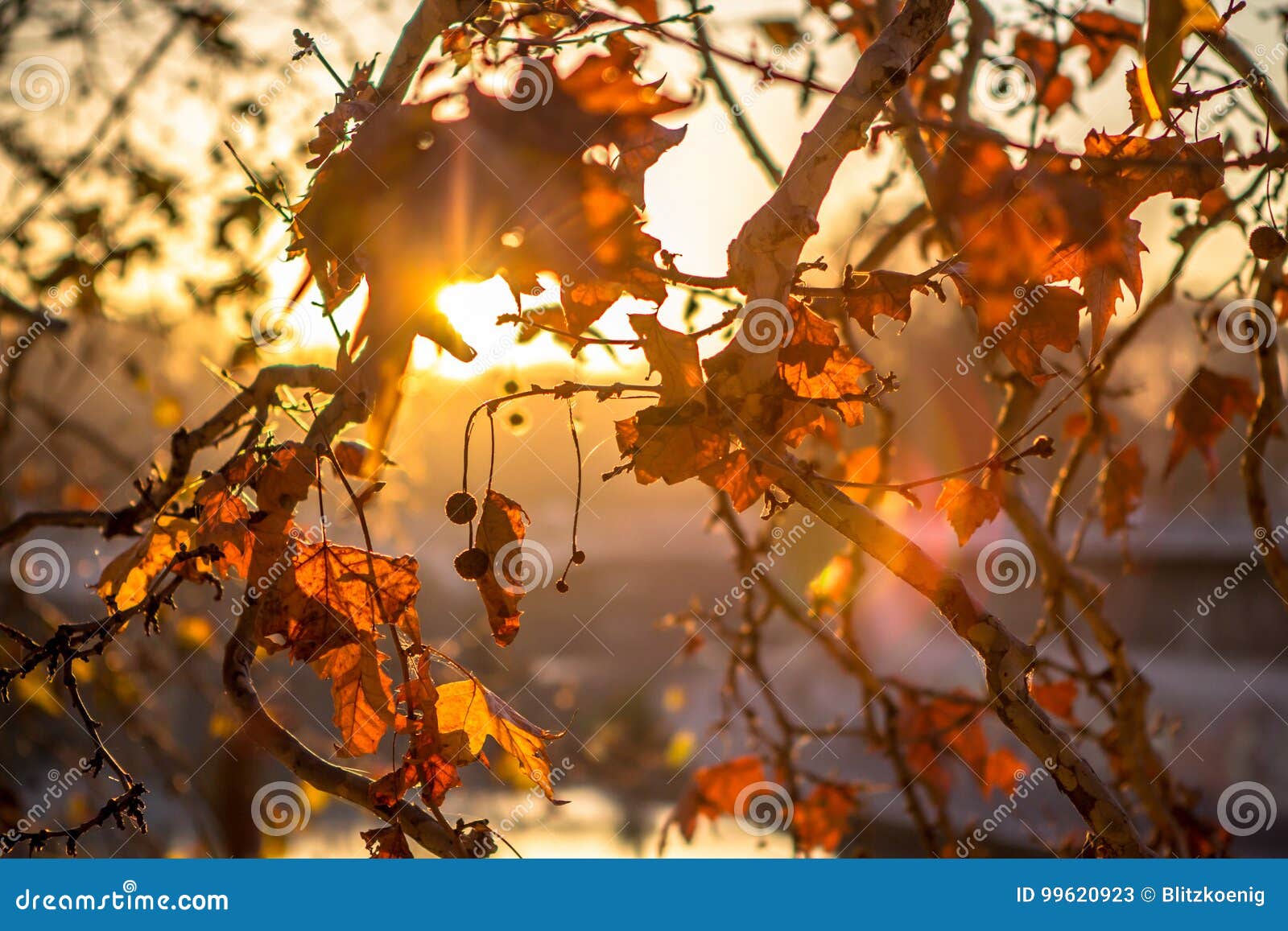 Tree Brunch on Sun Background Stock Image - Image of sunset, beauty ...