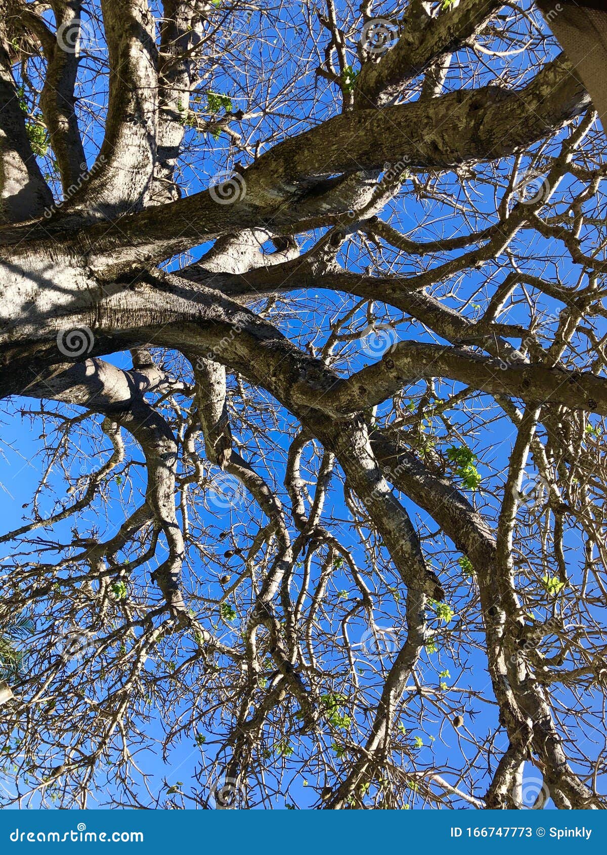 Tree brunch on blue sky stock image. Image of blue, brunch - 166747773