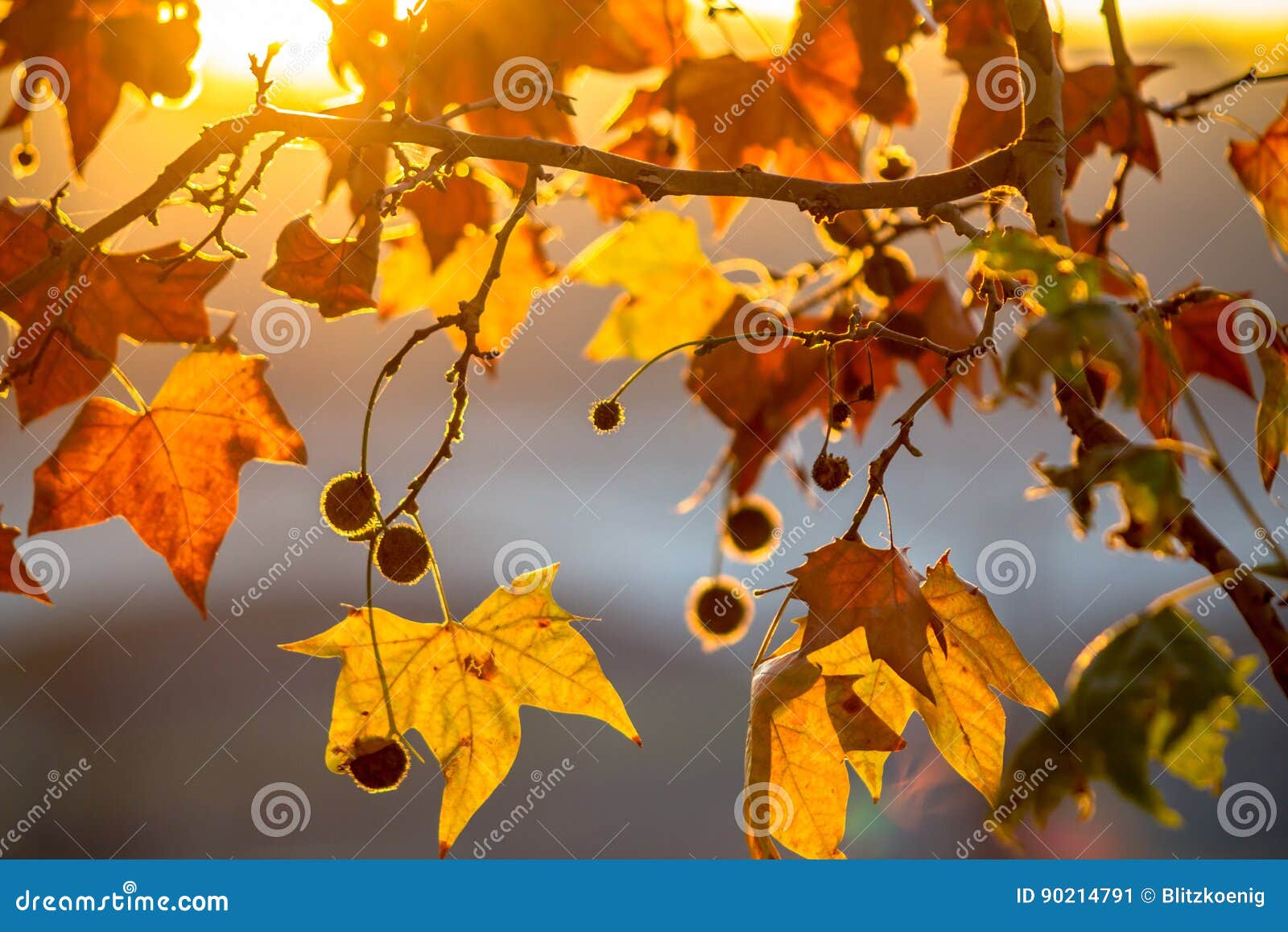 Tree Brunch on Sun Background Stock Image - Image of brunch, beauty ...