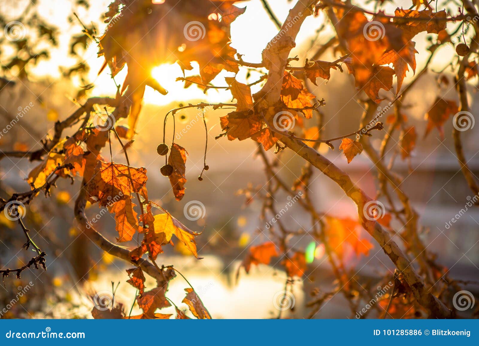 Tree Brunch on Sun Background Stock Photo - Image of outdoor, dusk ...