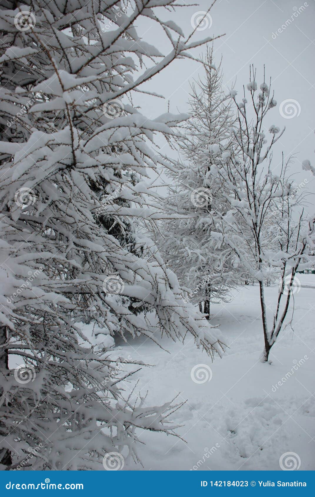 Tree Brunches Covered with Thick Layer of Snow in Winter Stock Image ...