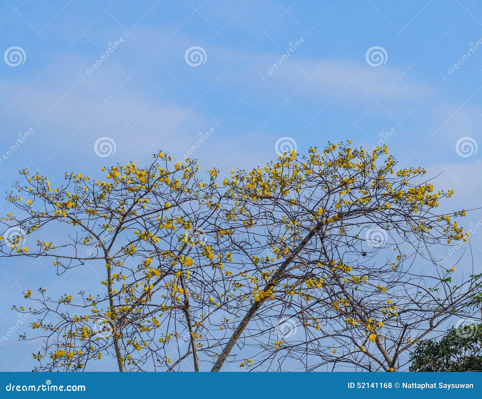 Tree Brunches stock photo. Image of branch, leaf, brunches - 52141168