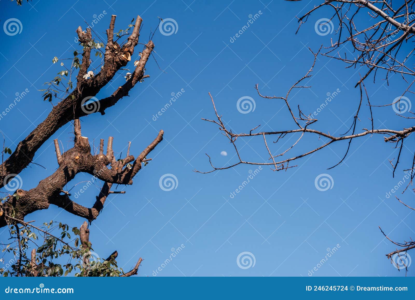 Tree Brunches Pruned with Pollard Tree Pruning Method Stock Photo ...