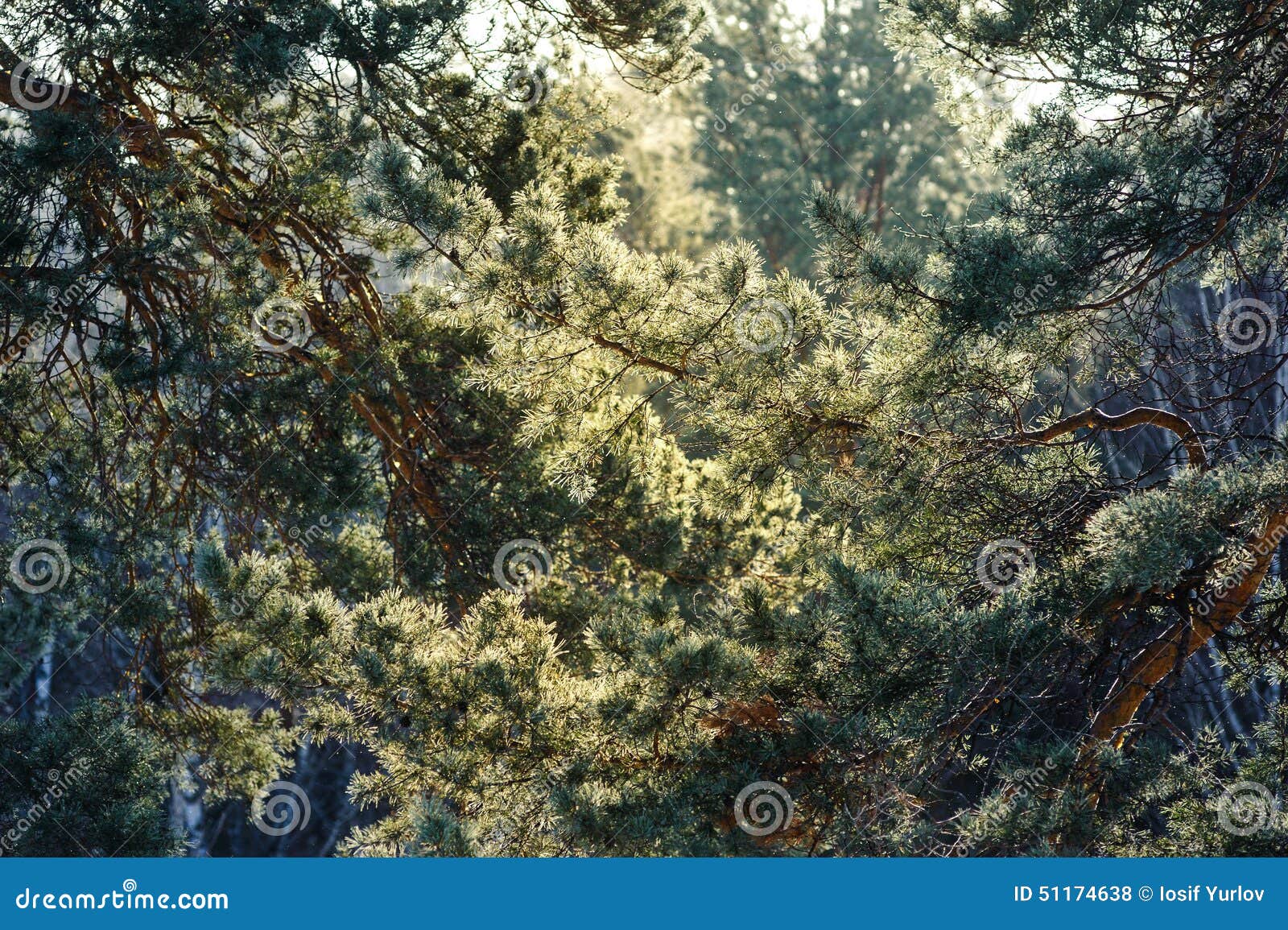 Tree Brunches and Trunks in Forest in Early Spring Stock Photo - Image ...