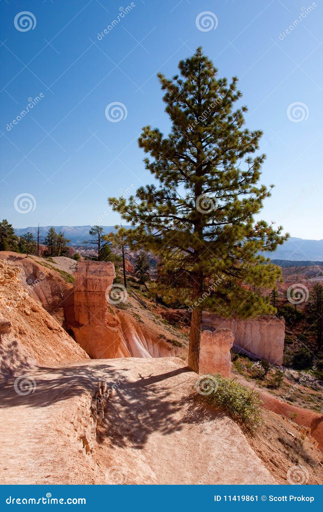 Tree at Bryce Canyon stock image. Image of rocks, nature - 11419861